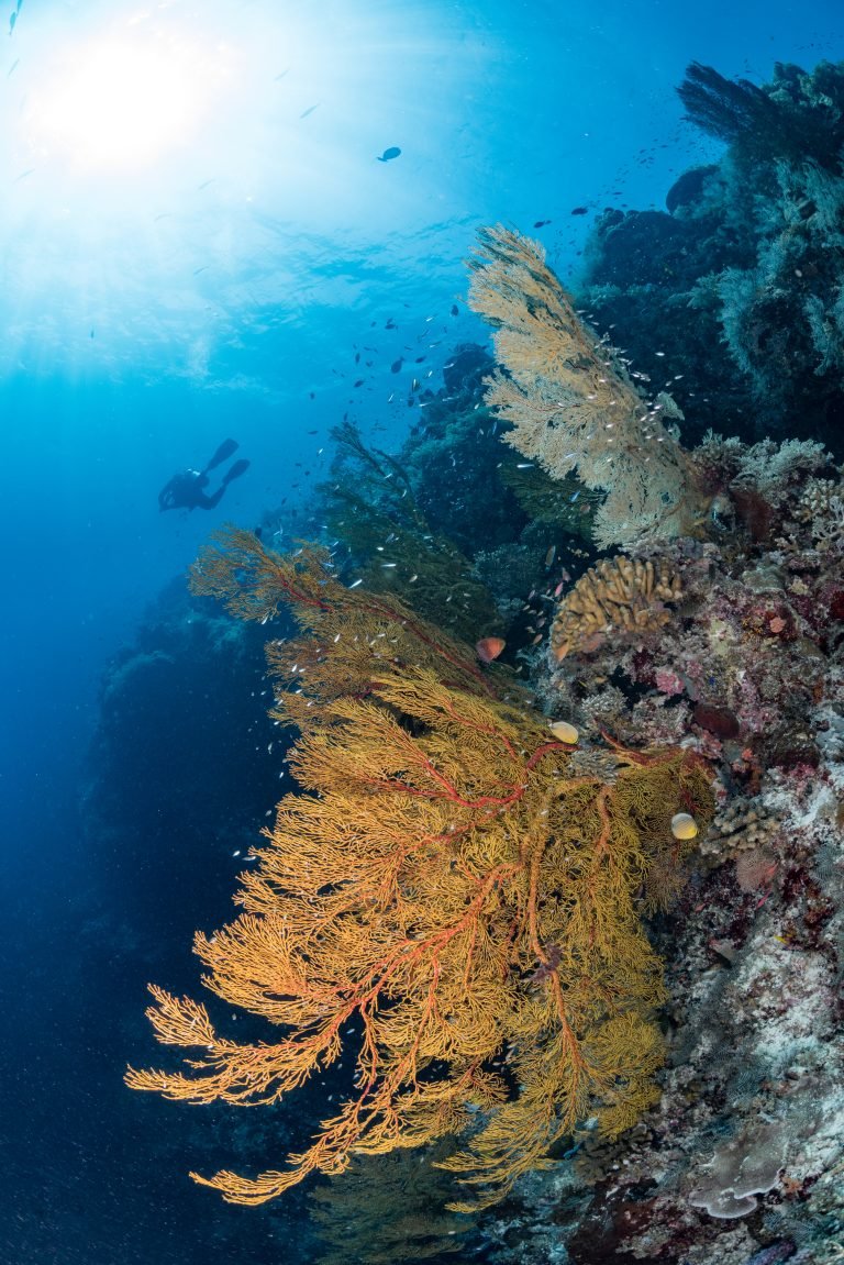 Scuba Diving Romblon - Sunset Cove Beach and Dive Resort – Your Gateway ...